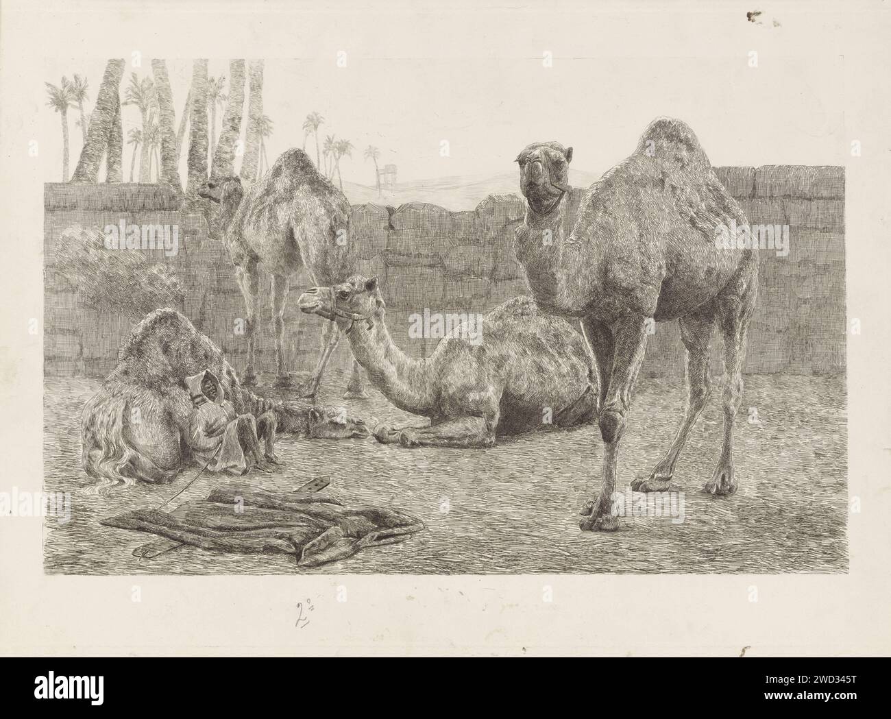 Camel, August Le Gras, 1886 print Four camels inside stone walls in the ...
