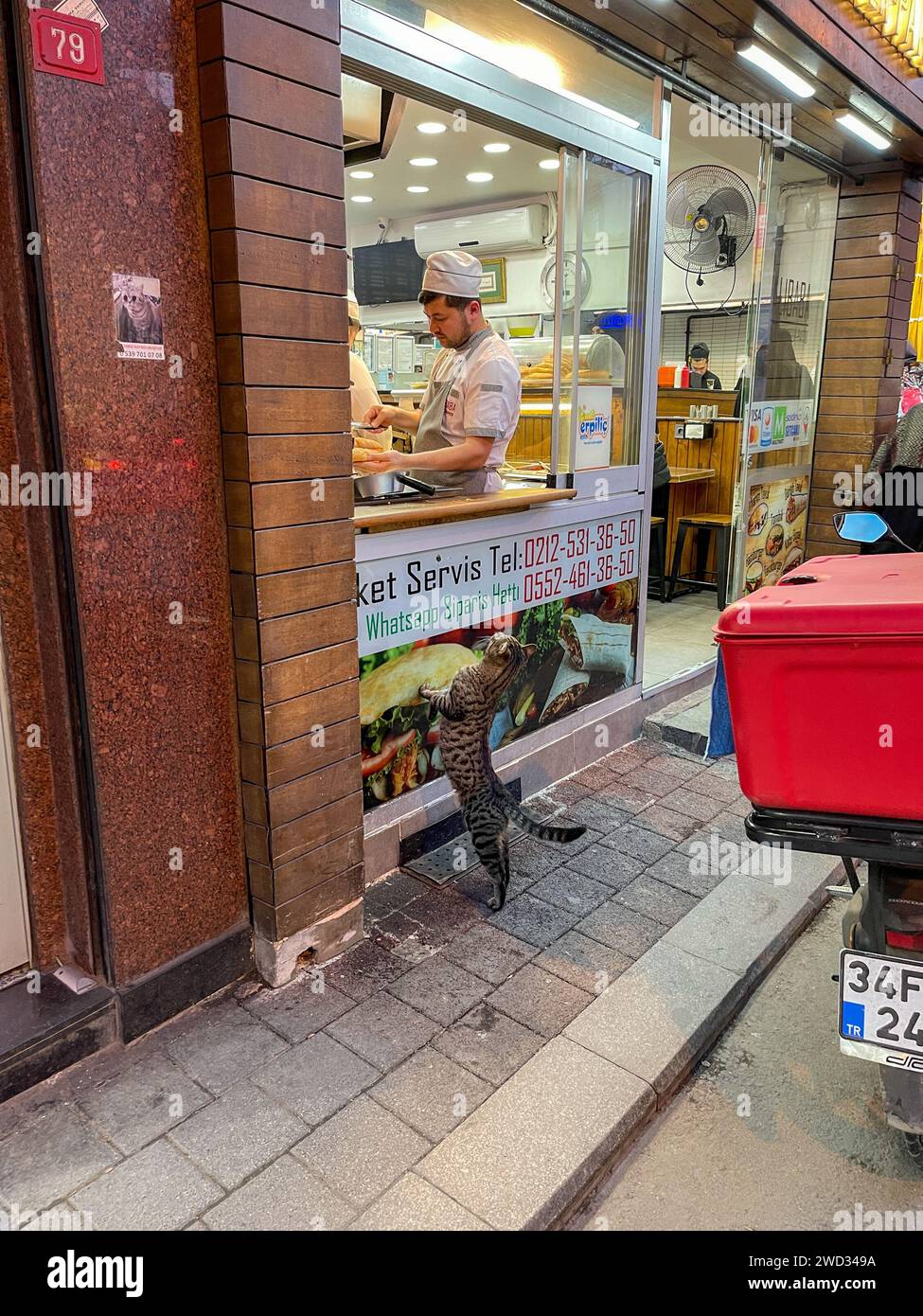 Istanbul, Turkey - November 12, 2023: Homeless cat begs for food at a ...