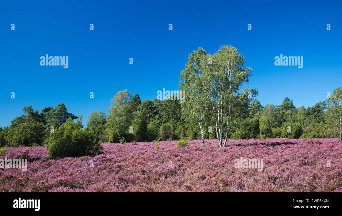 Heather landscape birch trees hi-res stock photography and images - Alamy