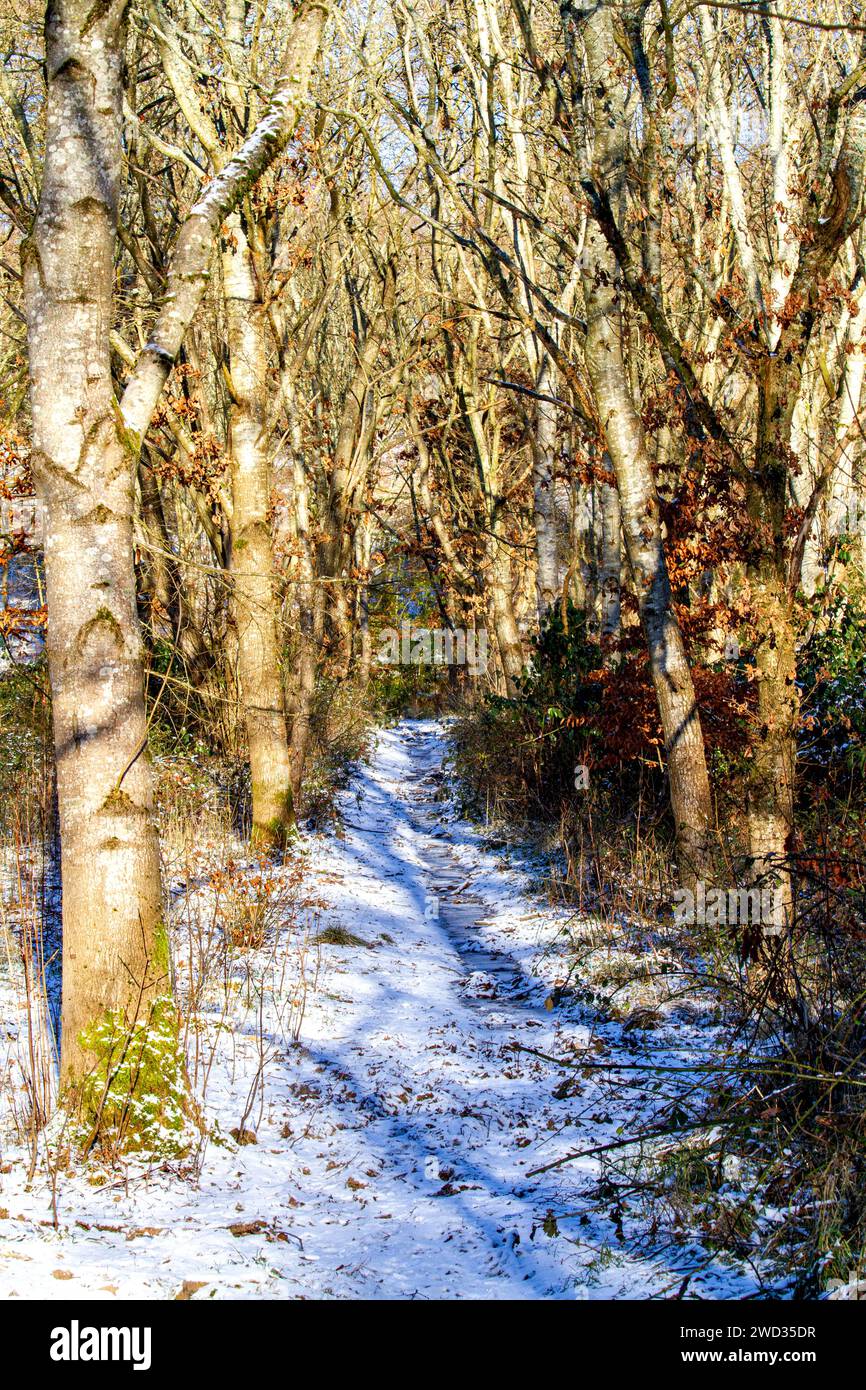 January scenes from woods in uk hi-res stock photography and images - Alamy