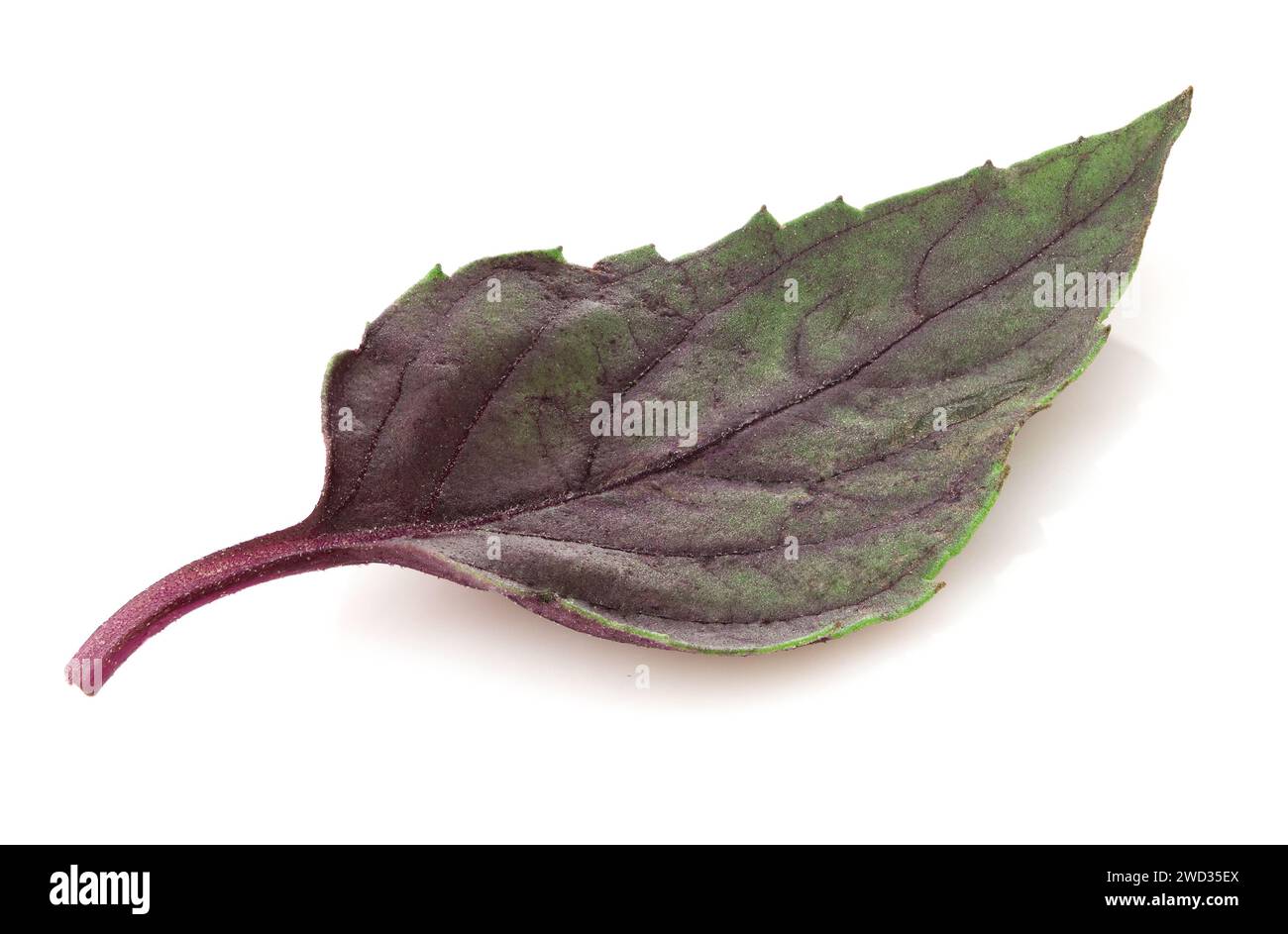 Purple salad leaf hi-res stock photography and images - Alamy