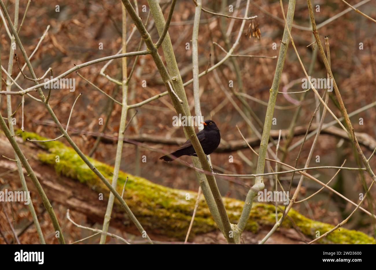 Male blackbird (Tardus merula) with its body to the right is sitting on ...