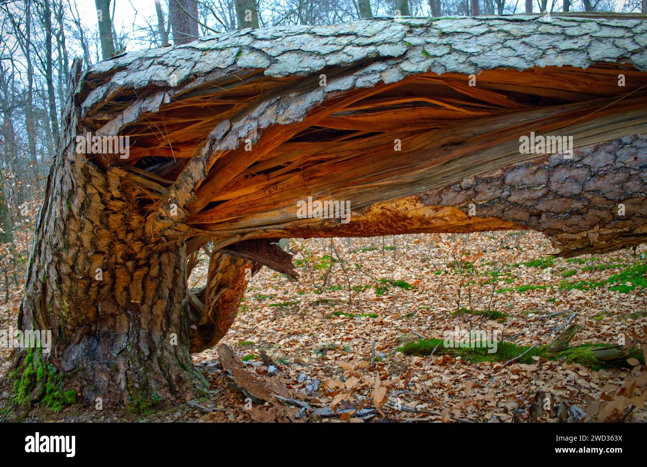 fallen tree trunk with focus on the torsion-like inner breaking area ...