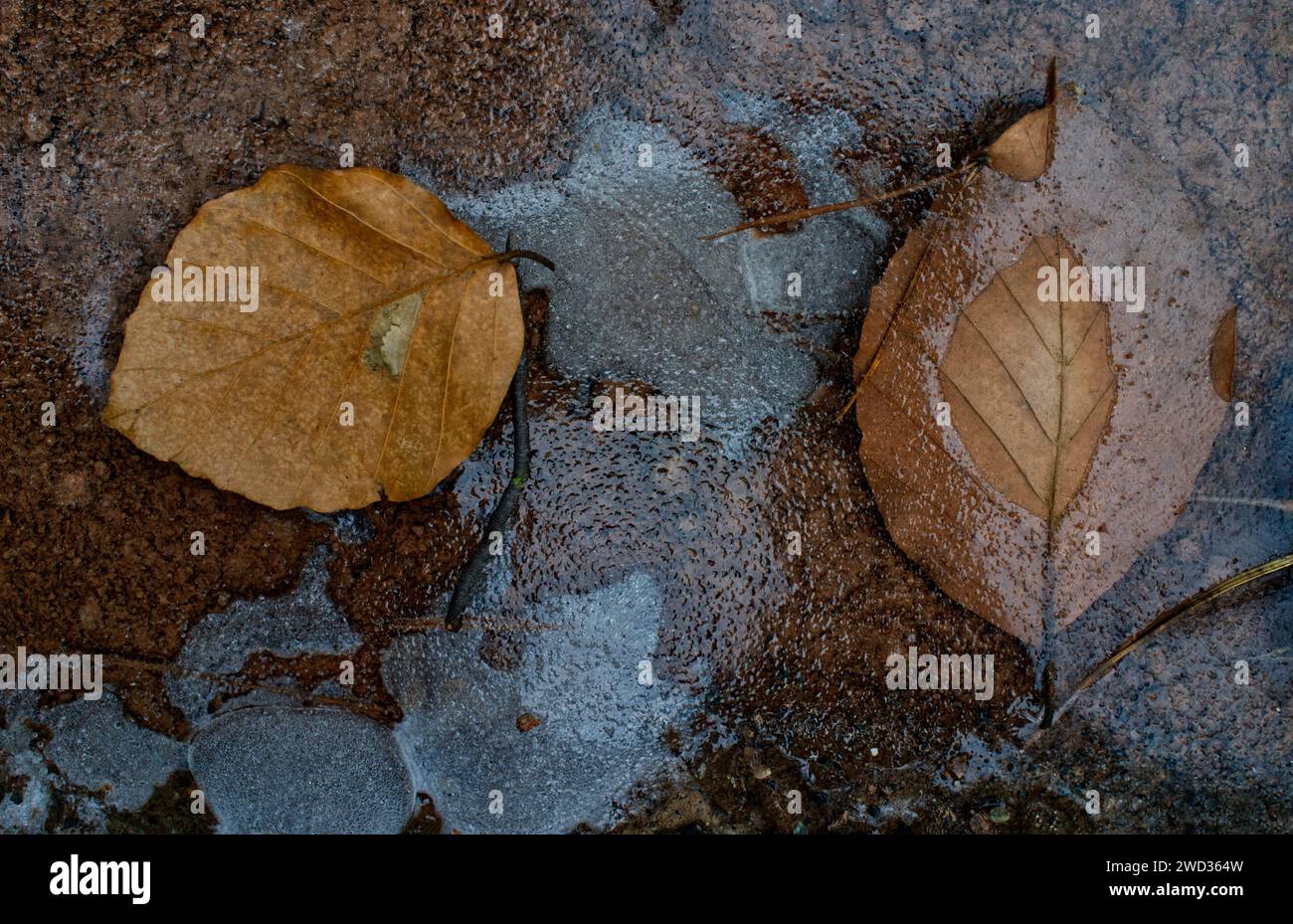 Macro still life photograph with two brown fallen leaves on the icy and ...