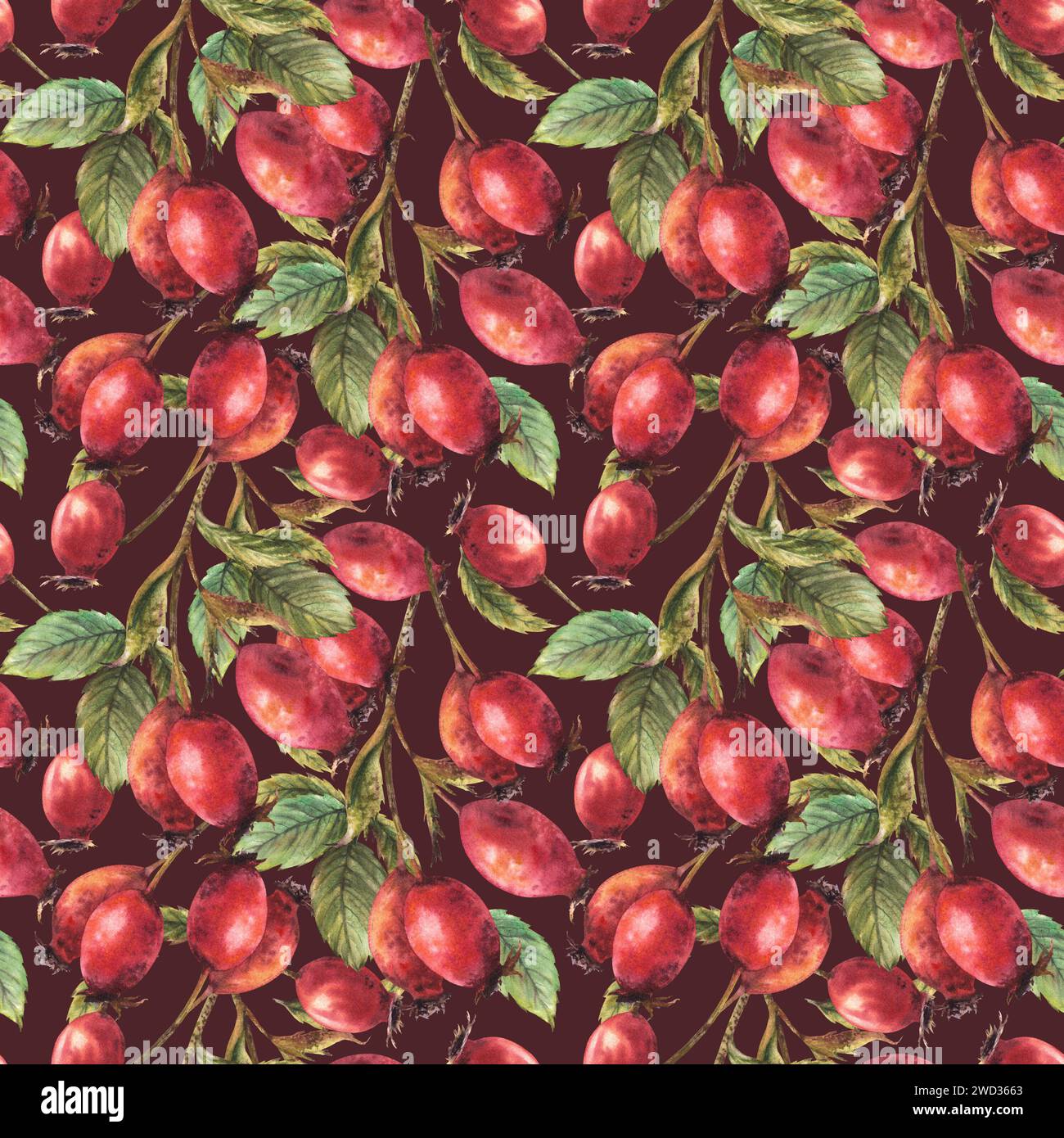 Branch of wild rosehips with red briar fruits, dog rose with green ...