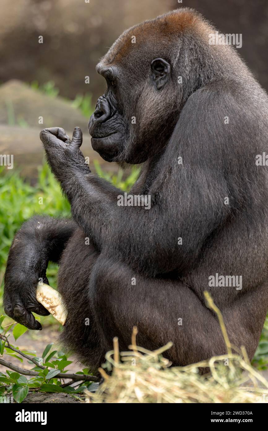 Silverback Gorilla at Taronga Zoo, Sydney, Australia Stock Photo - Alamy