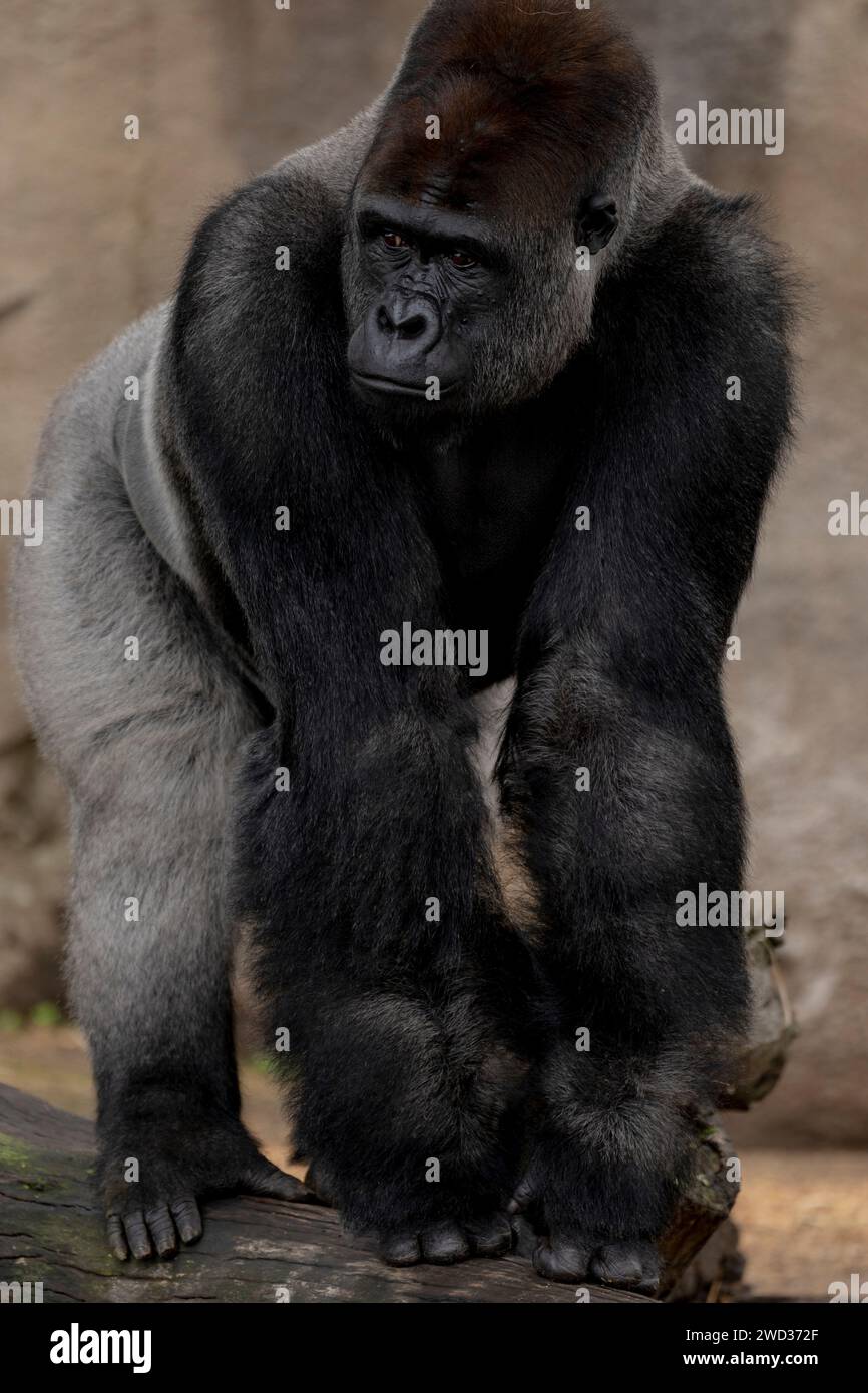 Silverback Gorilla at Taronga Zoo, Sydney, Australia Stock Photo - Alamy