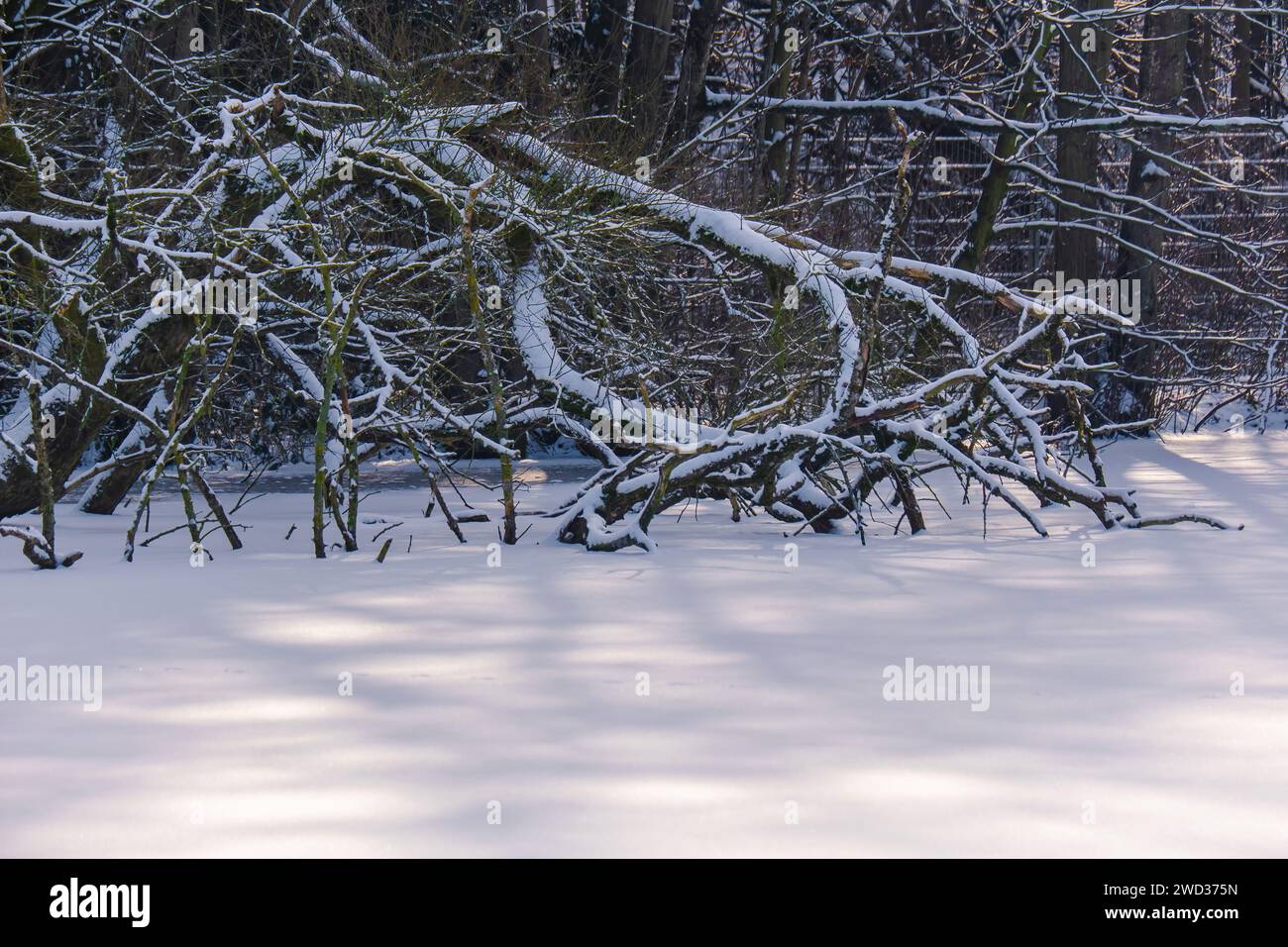 Winter in park, snow fairy tail, cold day Stock Photo - Alamy