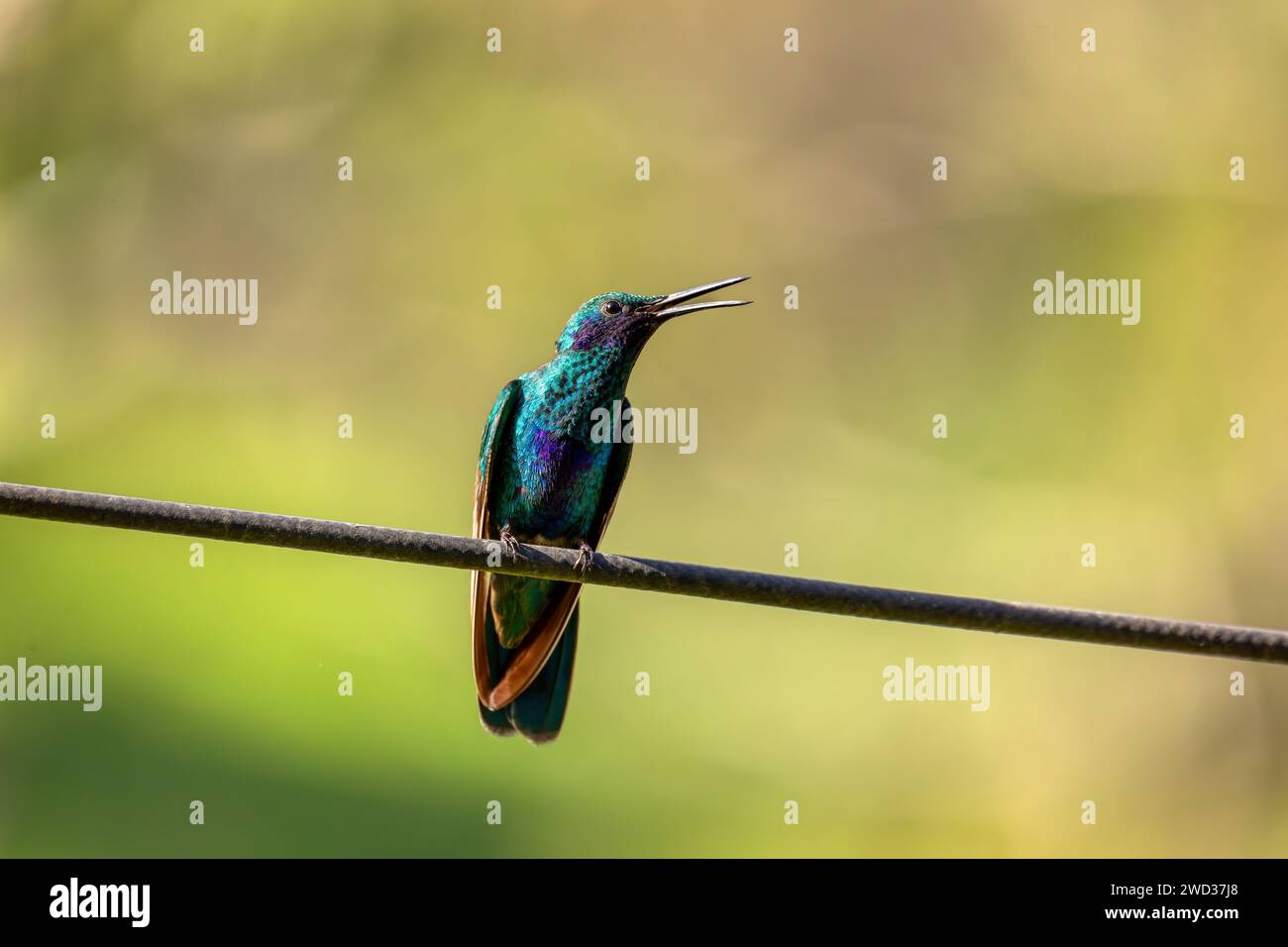 Sparkling violetear (Colibri coruscans), hummingbird species widespread ...