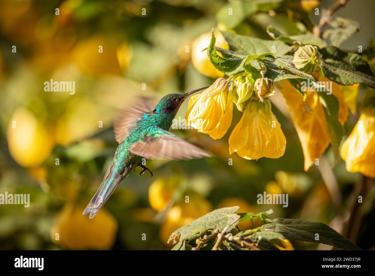 Sparkling violetear (Colibri coruscans), hummingbird species widespread ...