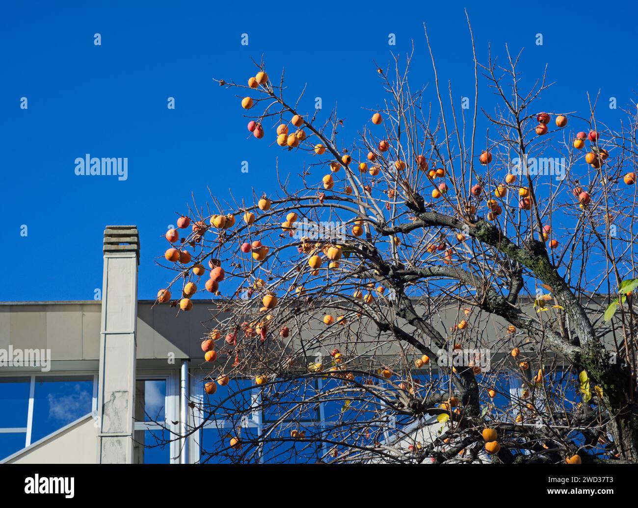 persimmons from the branches of a leafless tree next to a building ...