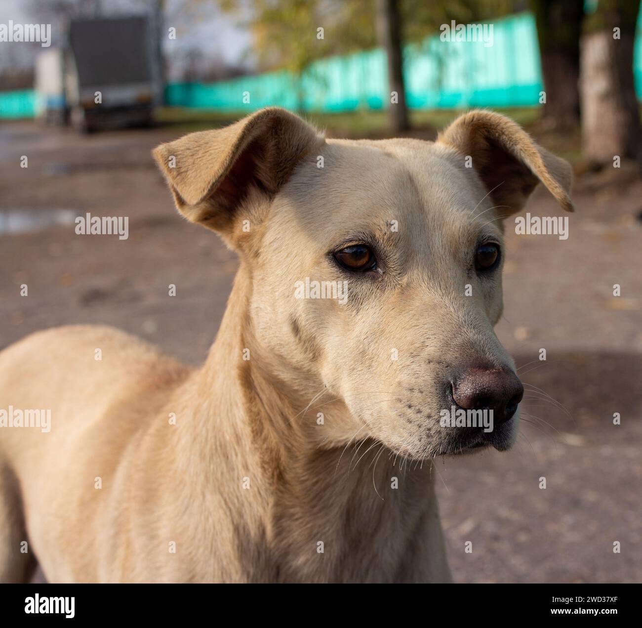 The dog's gaze into the distance Stock Photo - Alamy