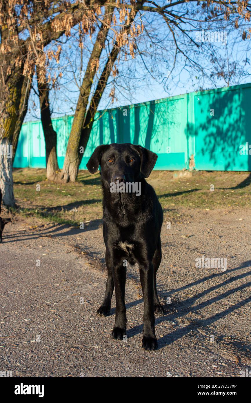 The dog's gaze into the distance Stock Photo - Alamy