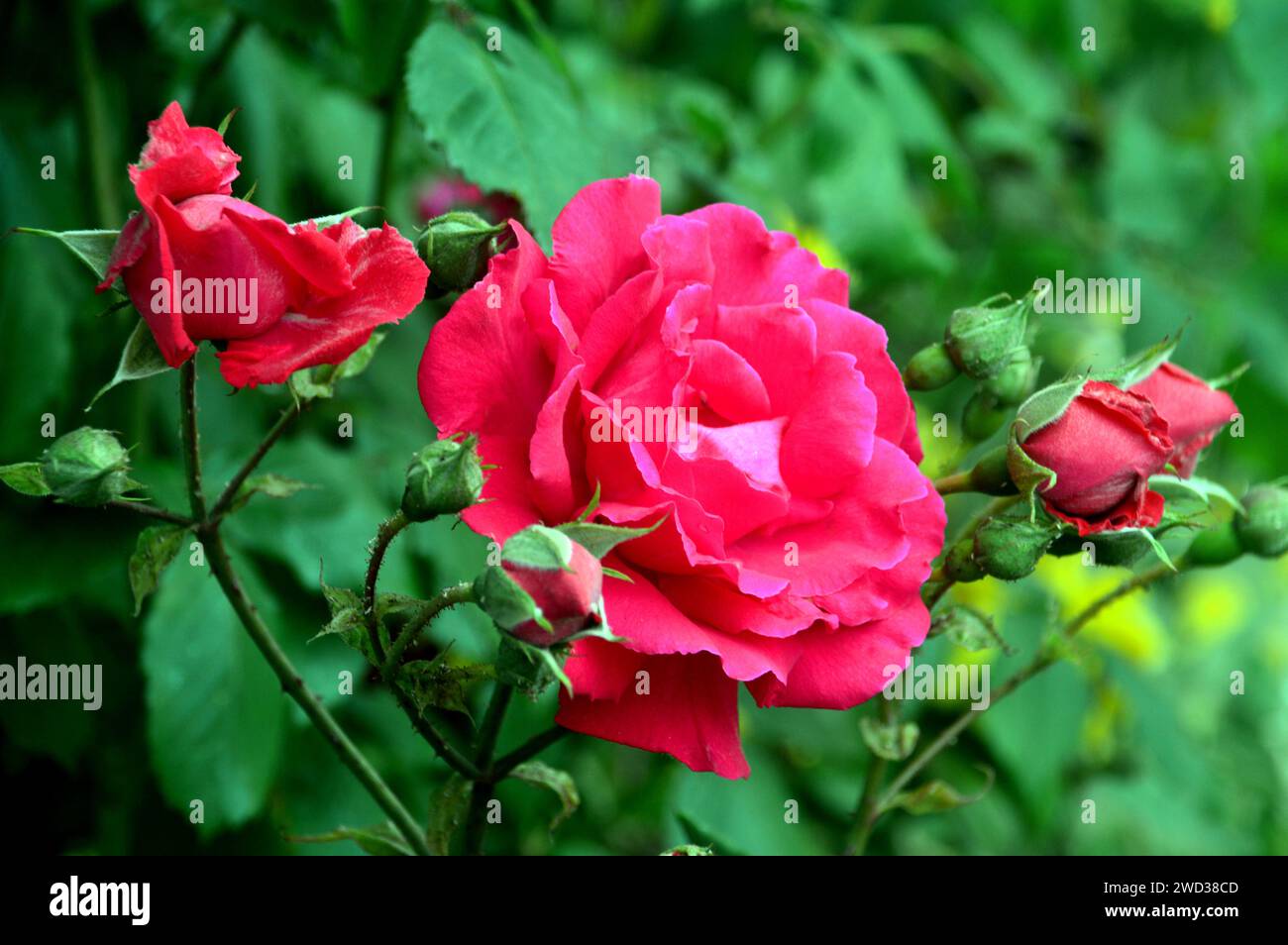 Red Rosa 'Paul's Scarlet' Climbing Rose Flower grown in the Borders at ...