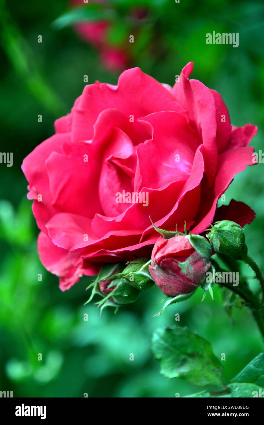 Red Rosa 'Paul's Scarlet' Climbing Rose Flower grown in the Borders at ...