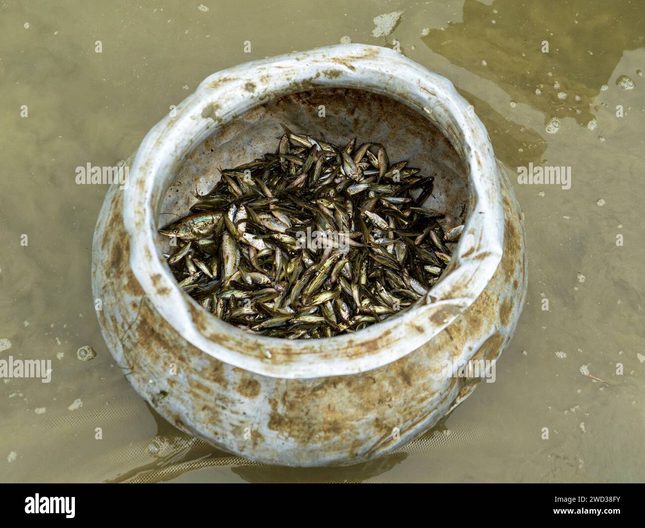 small freshly caught fish in an aluminum pot Stock Photo - Alamy