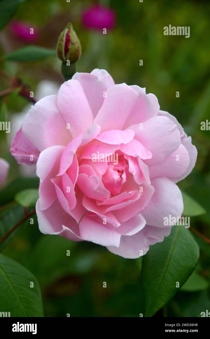Pink Rosa 'Paul Transon' Climbing Rose Flower grown in the Borders at ...