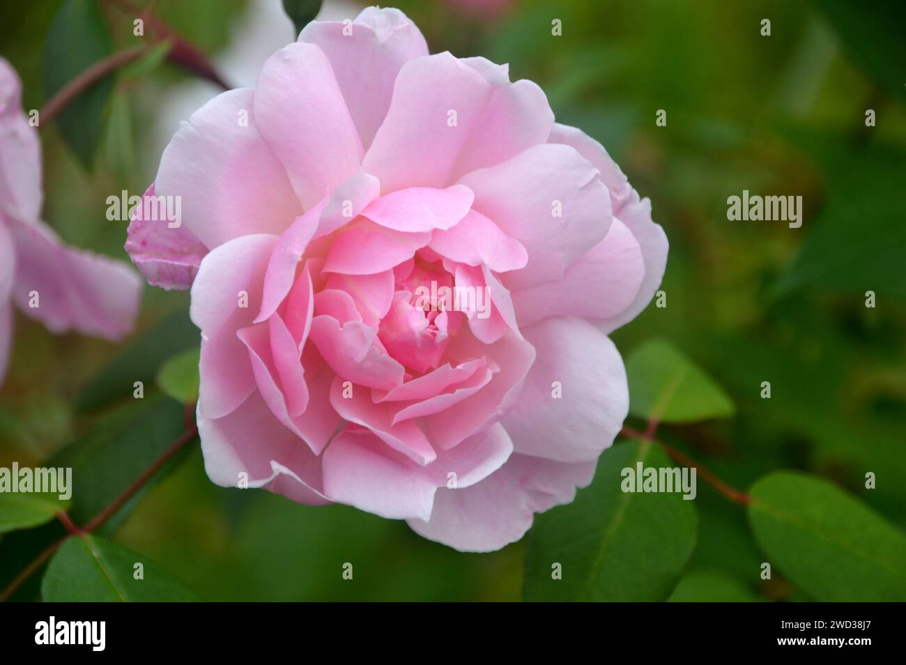 Pink Rosa 'Paul Transon' Climbing Rose Flower grown in the Borders at ...