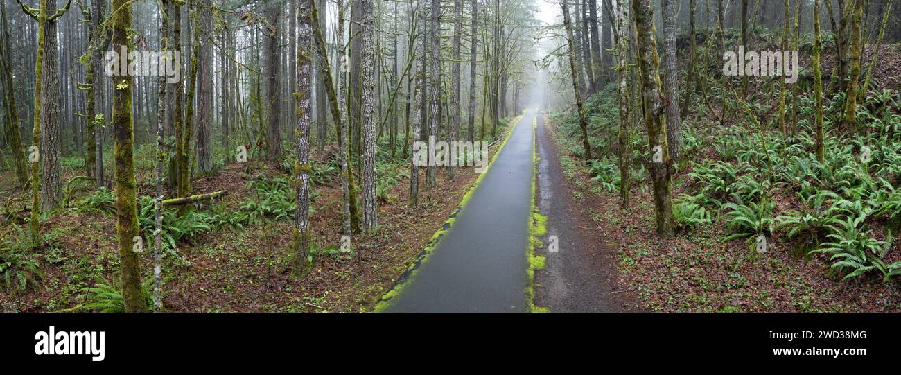 Trees and ferns line the Banks Vernonia trail, an old railroad bed ...