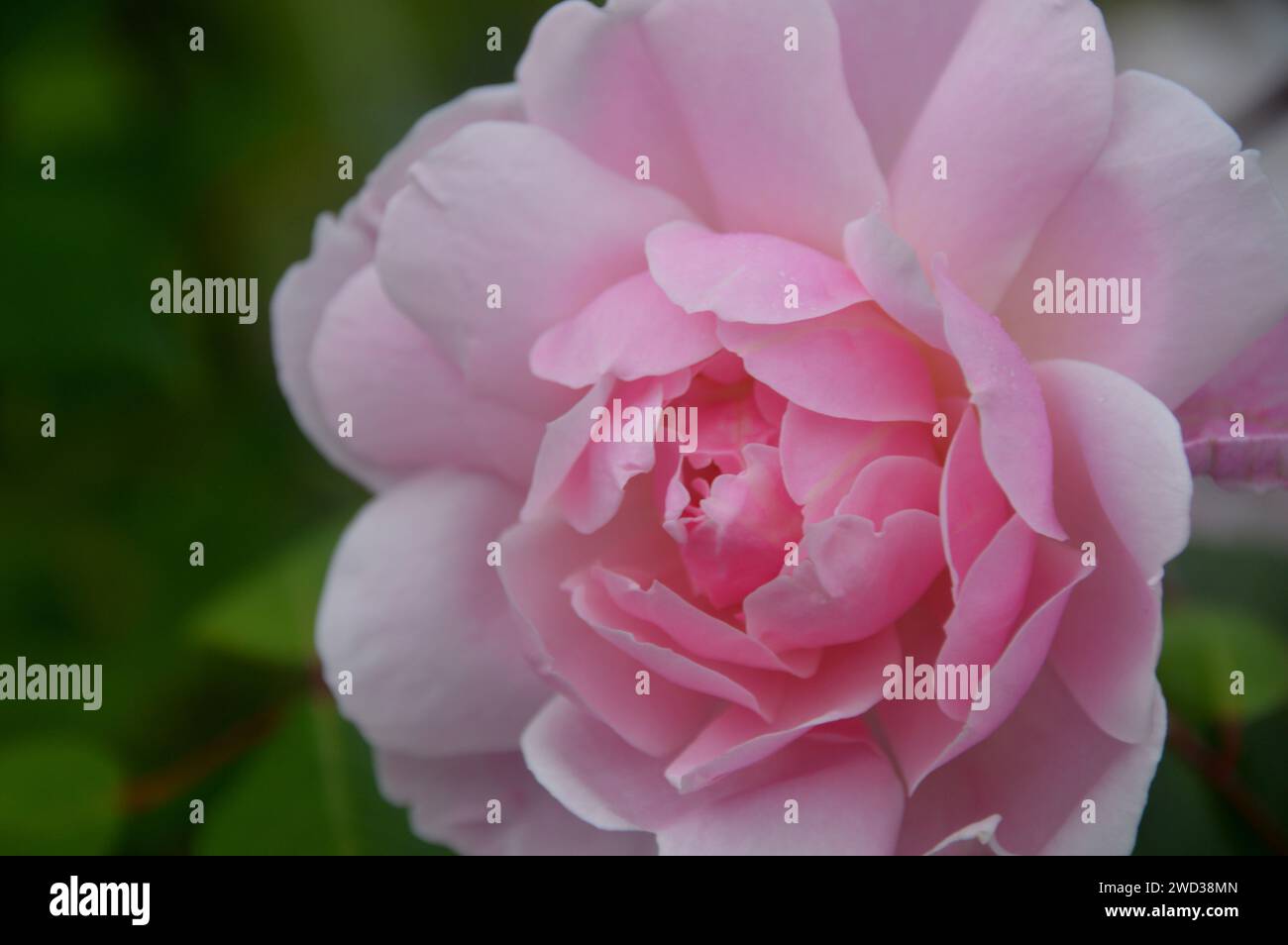 Pink Rosa 'Paul Transon' Climbing Rose Flower grown in the Borders at ...