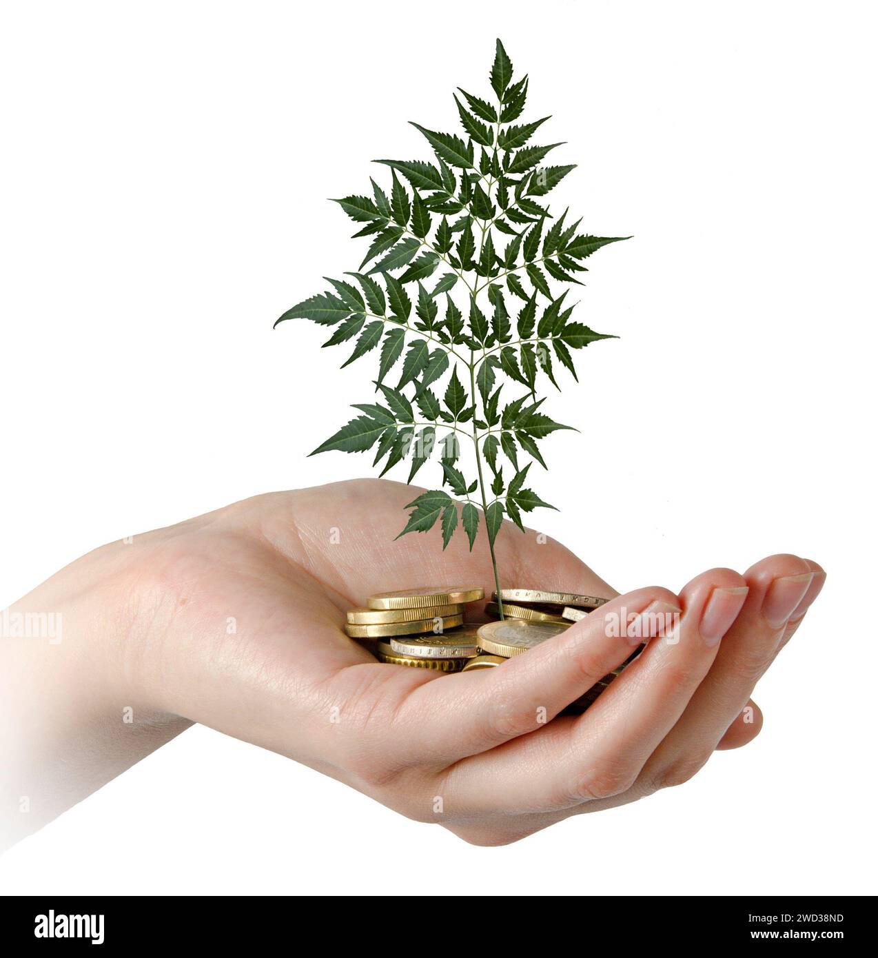 woman invesing money in environment Stock Photo - Alamy