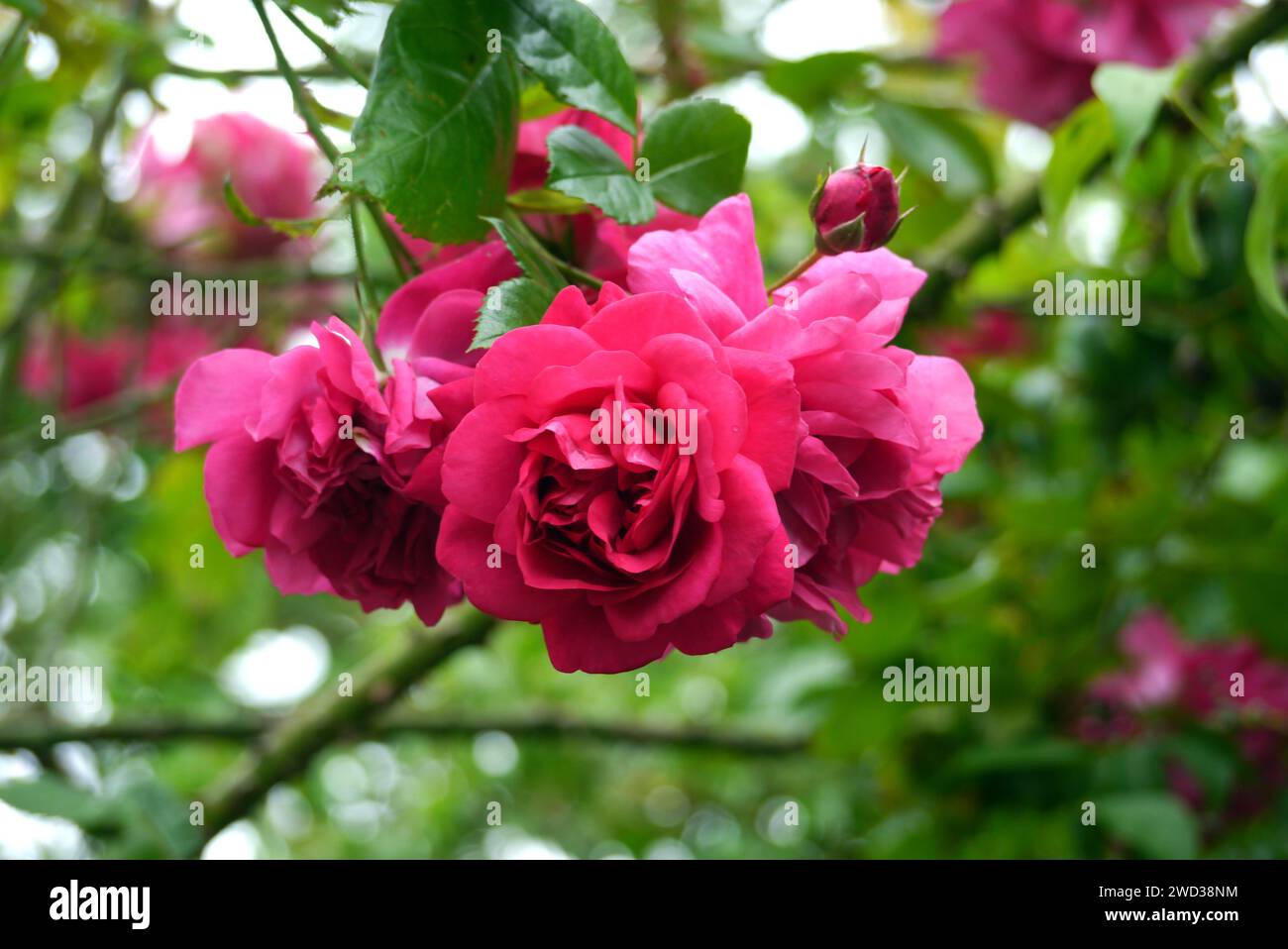 Bright Pink Rosa 'Laguna' Climbing Rose Flower grown in the Borders at ...