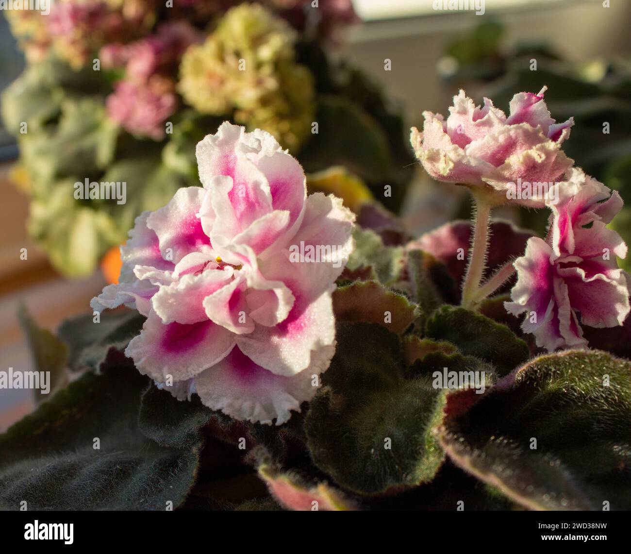 Garland of violet flowers hi-res stock photography and images - Alamy