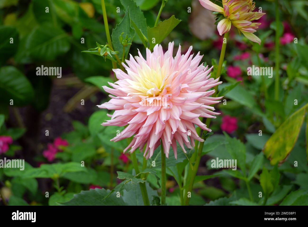 Single Pink Semi Cactus Dahlia 'Grenidor Pastelle' Flower grown in the ...