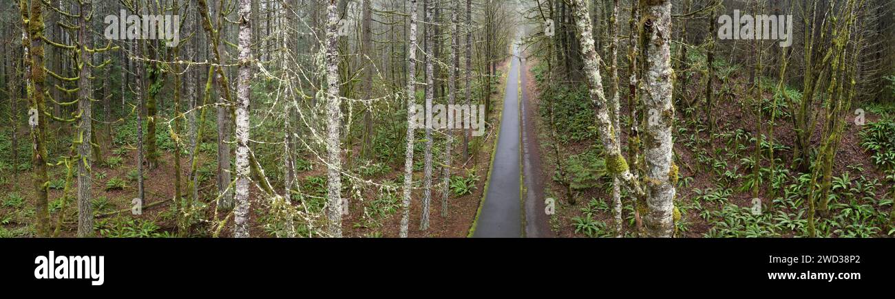 Trees and ferns line the Banks Vernonia trail, an old railroad bed ...