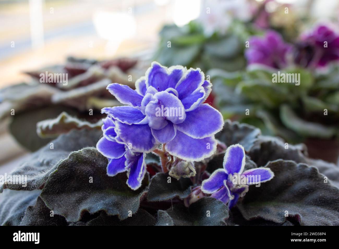 Garland of violet flowers hi-res stock photography and images - Alamy