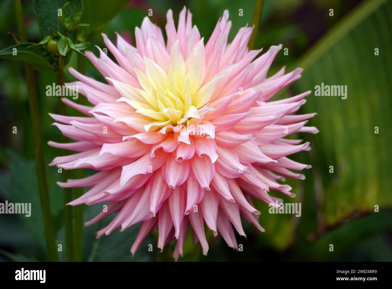 Single Pink Semi Cactus Dahlia 'Grenidor Pastelle' Flower grown in the ...