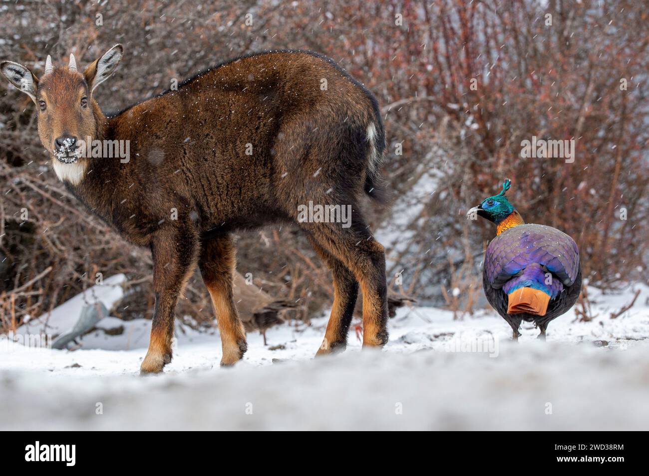 Lhasa. 17th Jan, 2024. A Himalayan monal and a Himalayan goral are ...