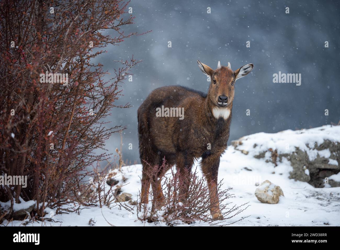Lhasa. 17th Jan, 2024. A Himalayan goral is pictured in Shannan City of ...