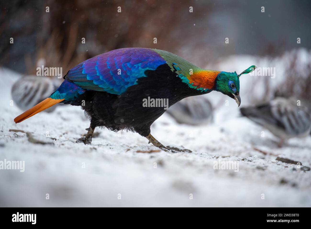 Lhasa. 17th Jan, 2024. A Himalayan monal is pictured in Shannan City of ...