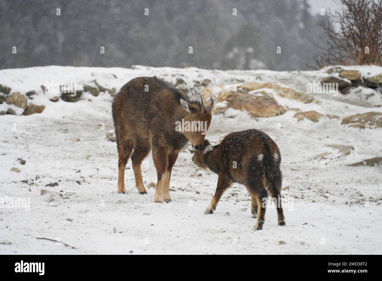 Lhasa. 17th Jan, 2024. Himalayan gorals are pictured in Shannan City of ...