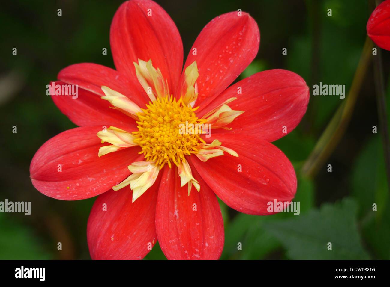 Single Bright Red Dahlia 'Ann Breckenfelder' (Collarette) Flower grown ...