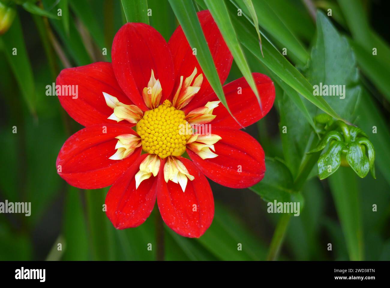 Single Bright Red Dahlia 'Ann Breckenfelder' (Collarette) Flower grown ...