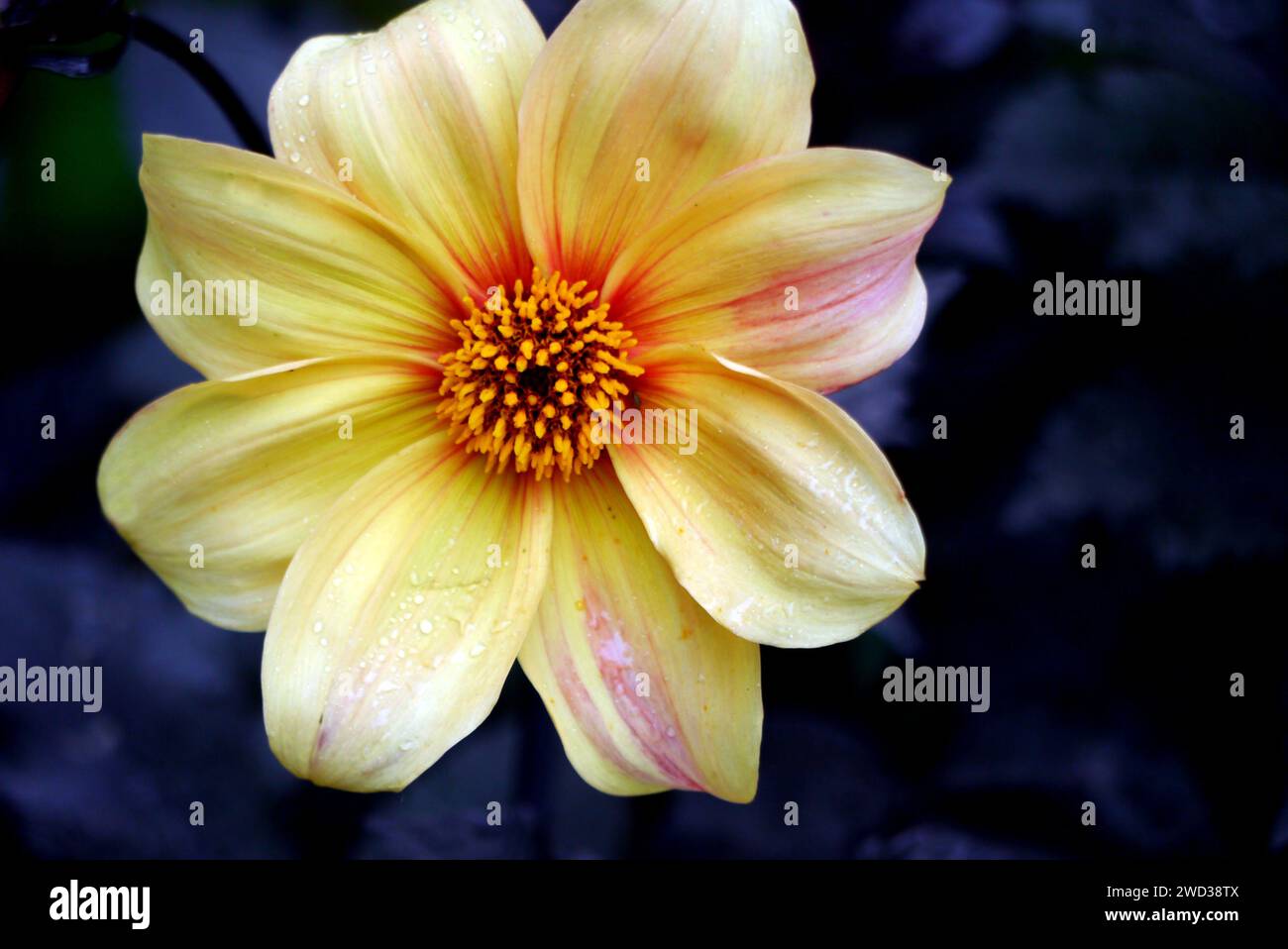 Single Yellow Dahlia 'Hadrian's Sunlight' Flower grown in the Borders ...