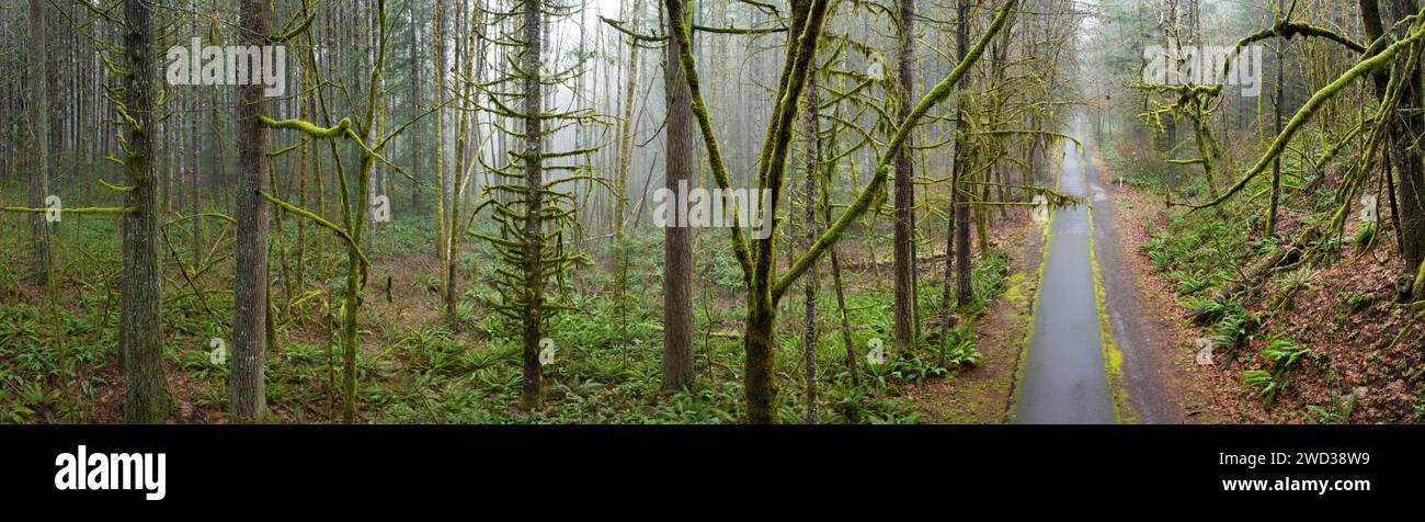 Trees and ferns line the Banks Vernonia trail, an old railroad bed ...