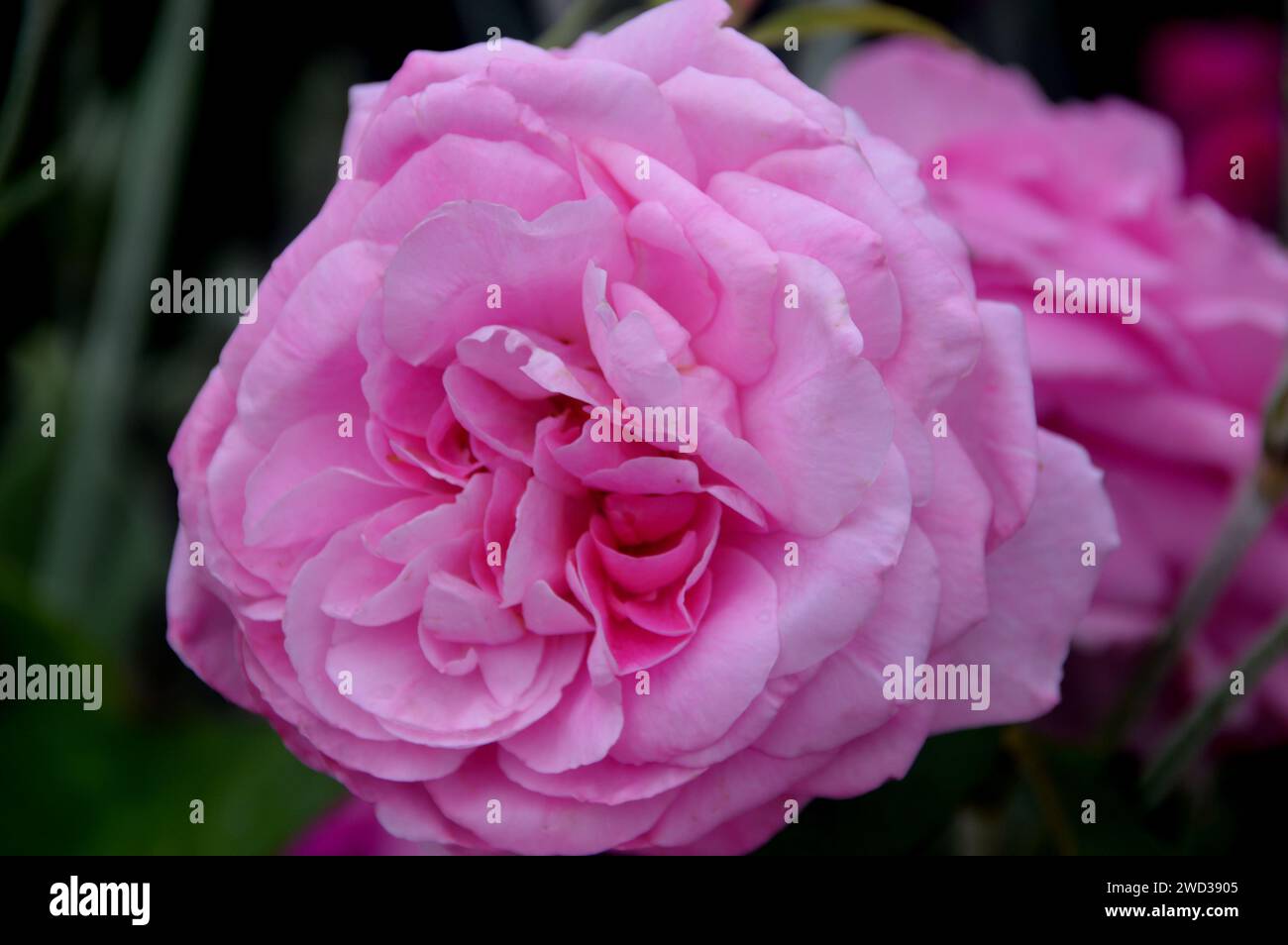 Soft Pink Double Climbing Rose (Rosa 'Mortimer Sackler') Flower grown ...
