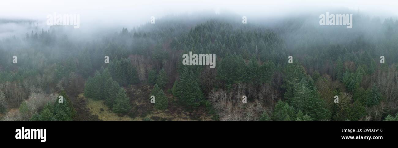 Mist drifts through a Pacific Northwest forest west of Portland, Oregon ...