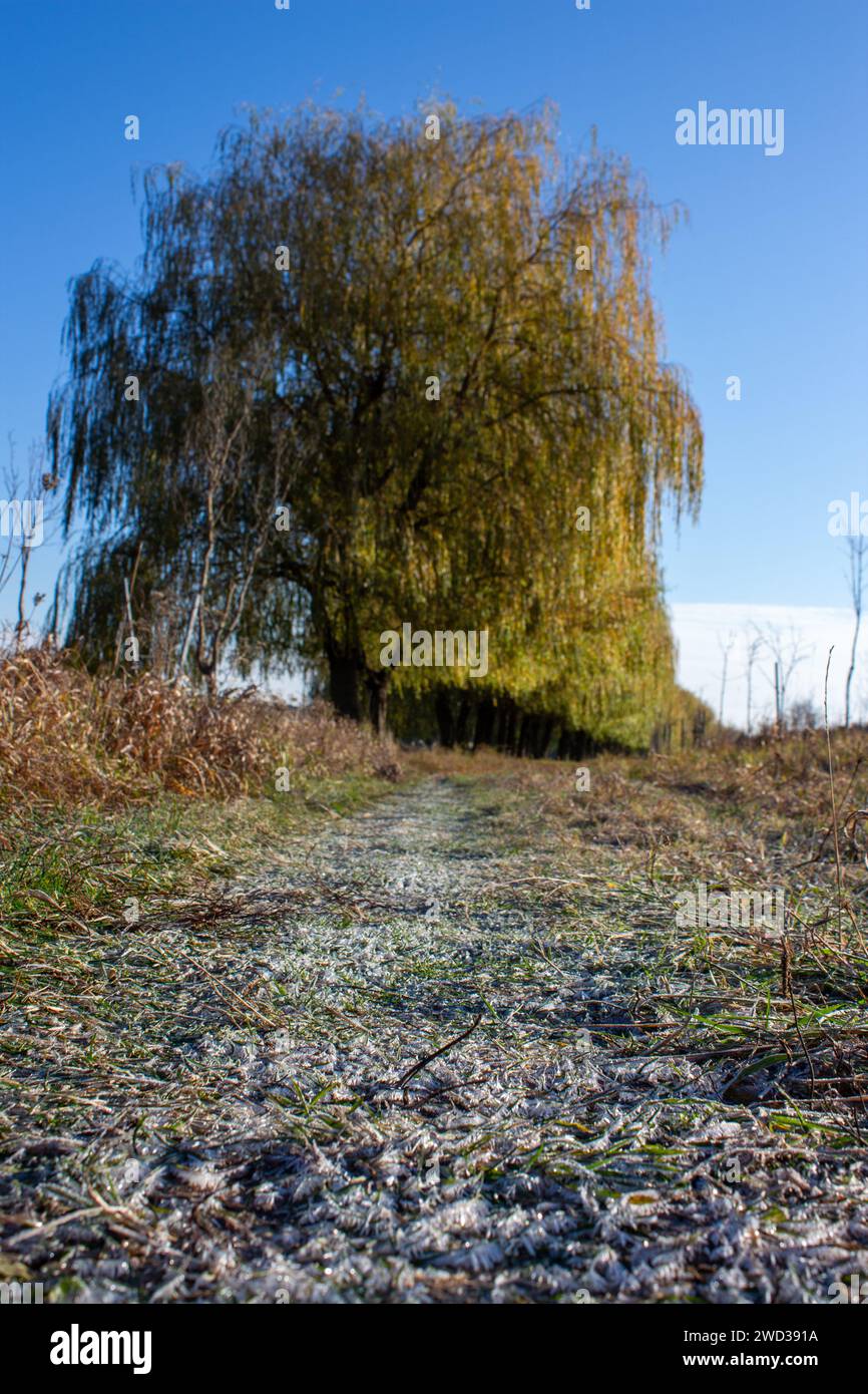 Golden autumn colors grass hi-res stock photography and images - Alamy