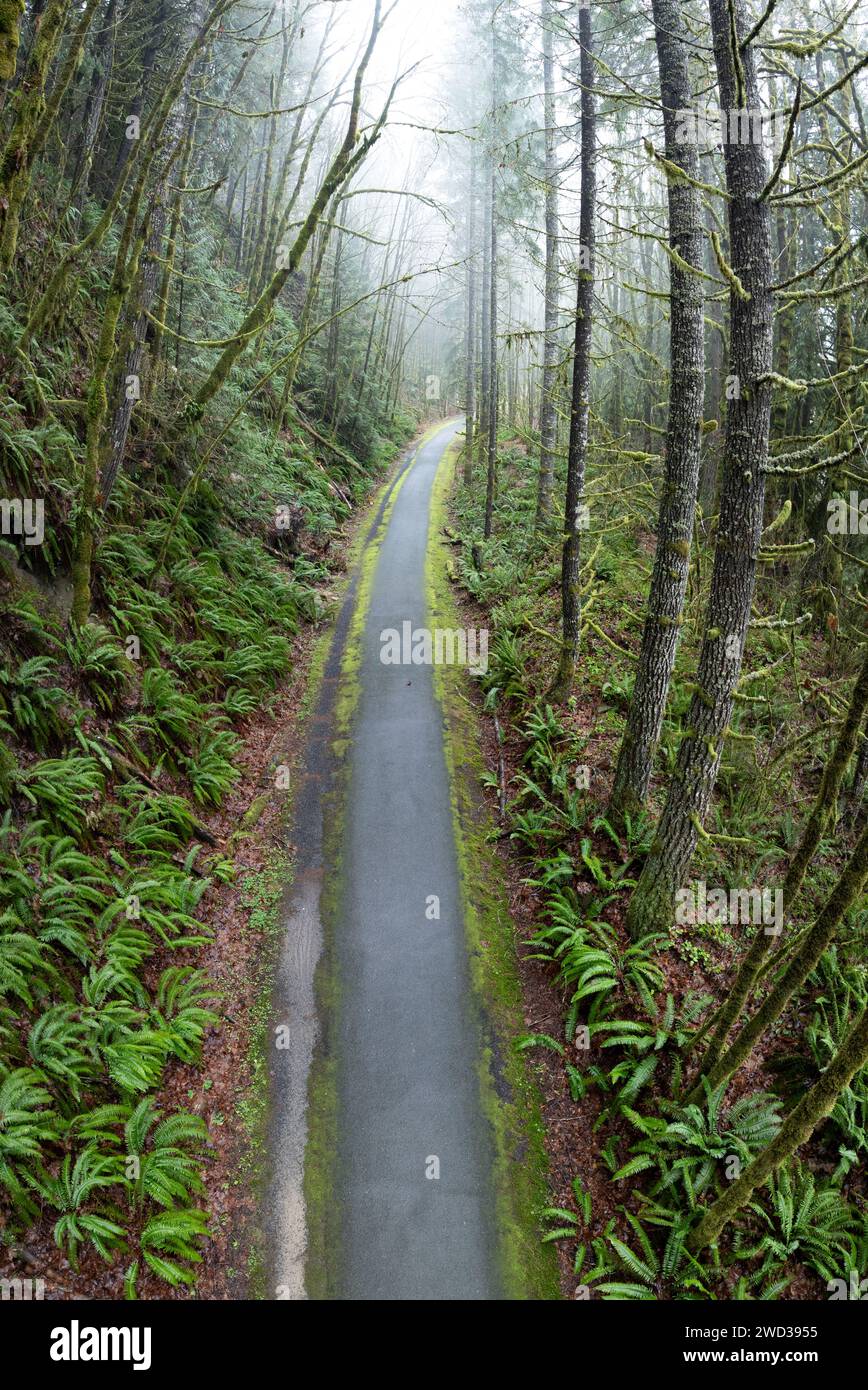 Trees and ferns line the Banks Vernonia trail, an old railroad bed ...