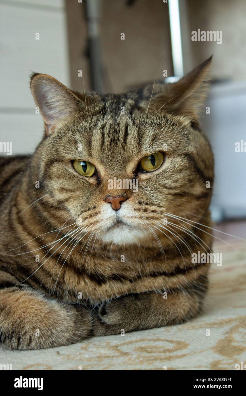 Scottish carpet wool hi-res stock photography and images - Alamy