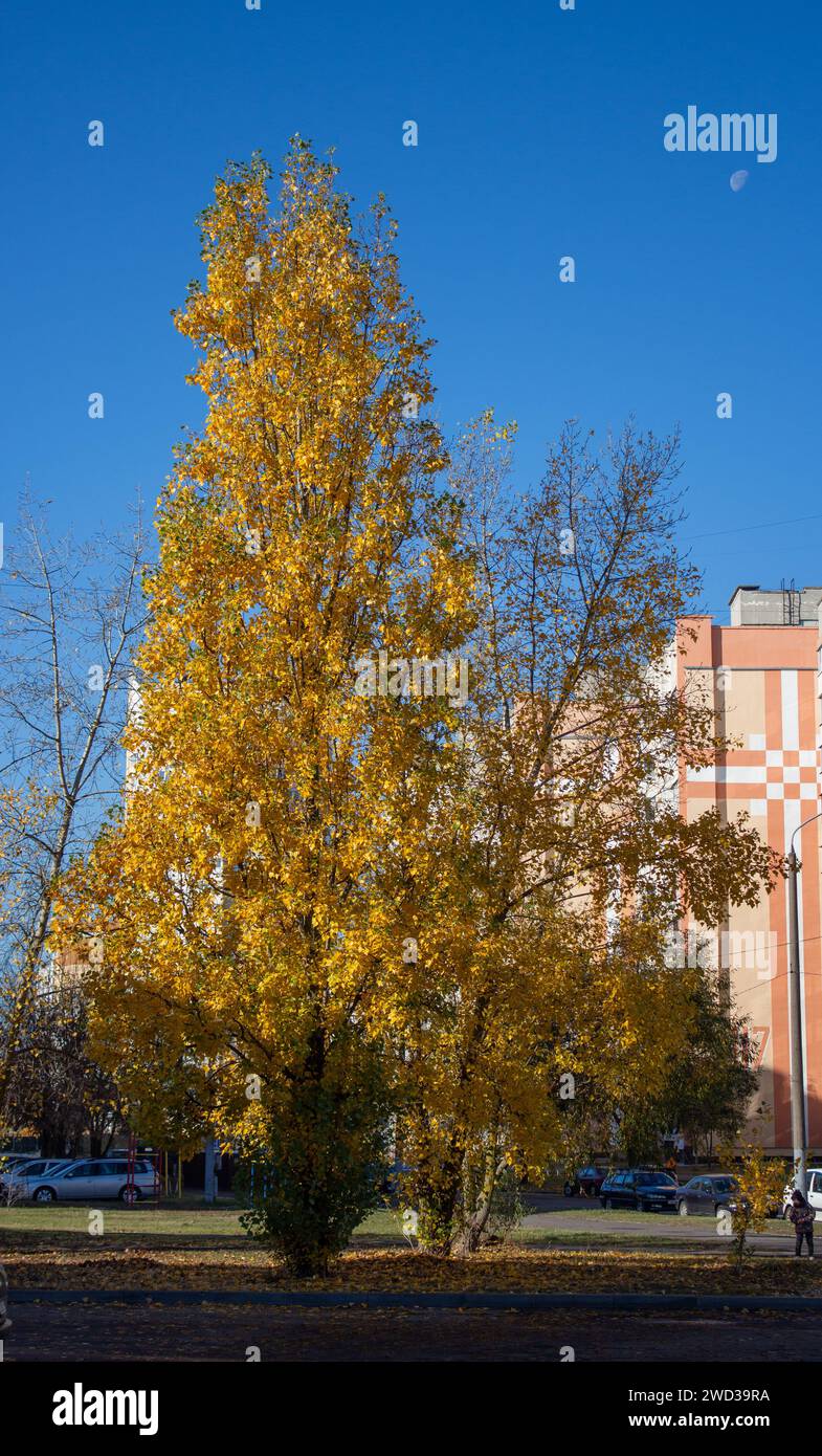Autumn leaves on branches bush hi-res stock photography and images - Alamy