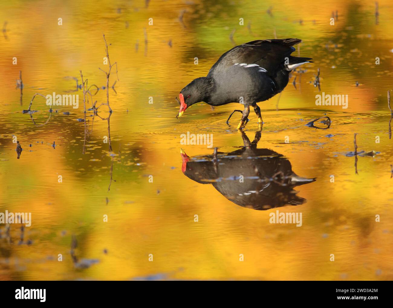 Common moorhen Gallinula chloropus, foraging in shallow pool with ...