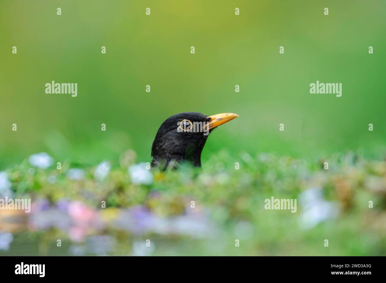 Eurasian blackbird Turdus merula, male, head only, bird screened by ...