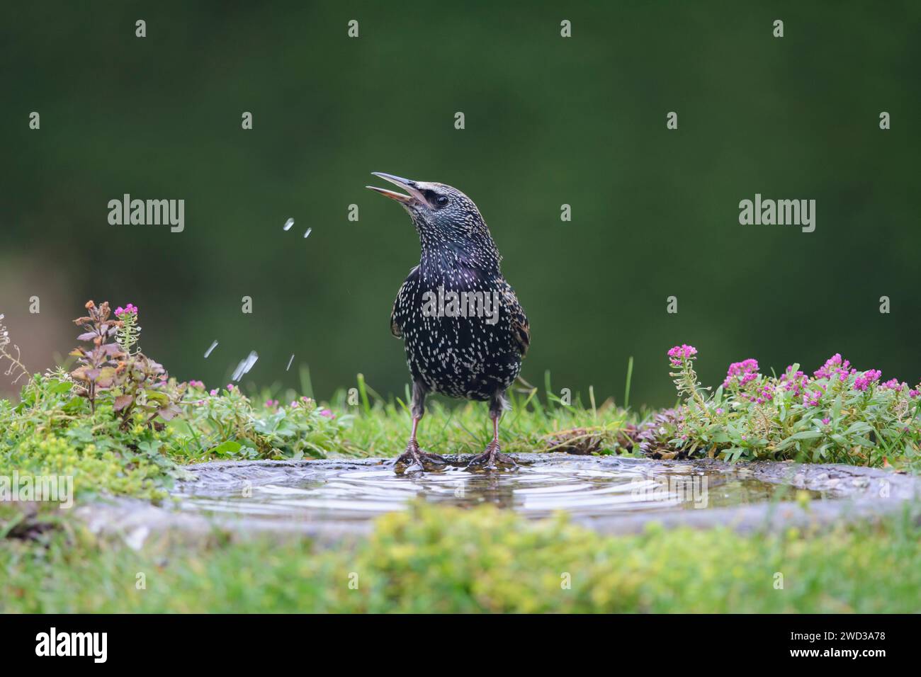 European starling Sturnus vulgaris, drinking from bird bath in garden ...