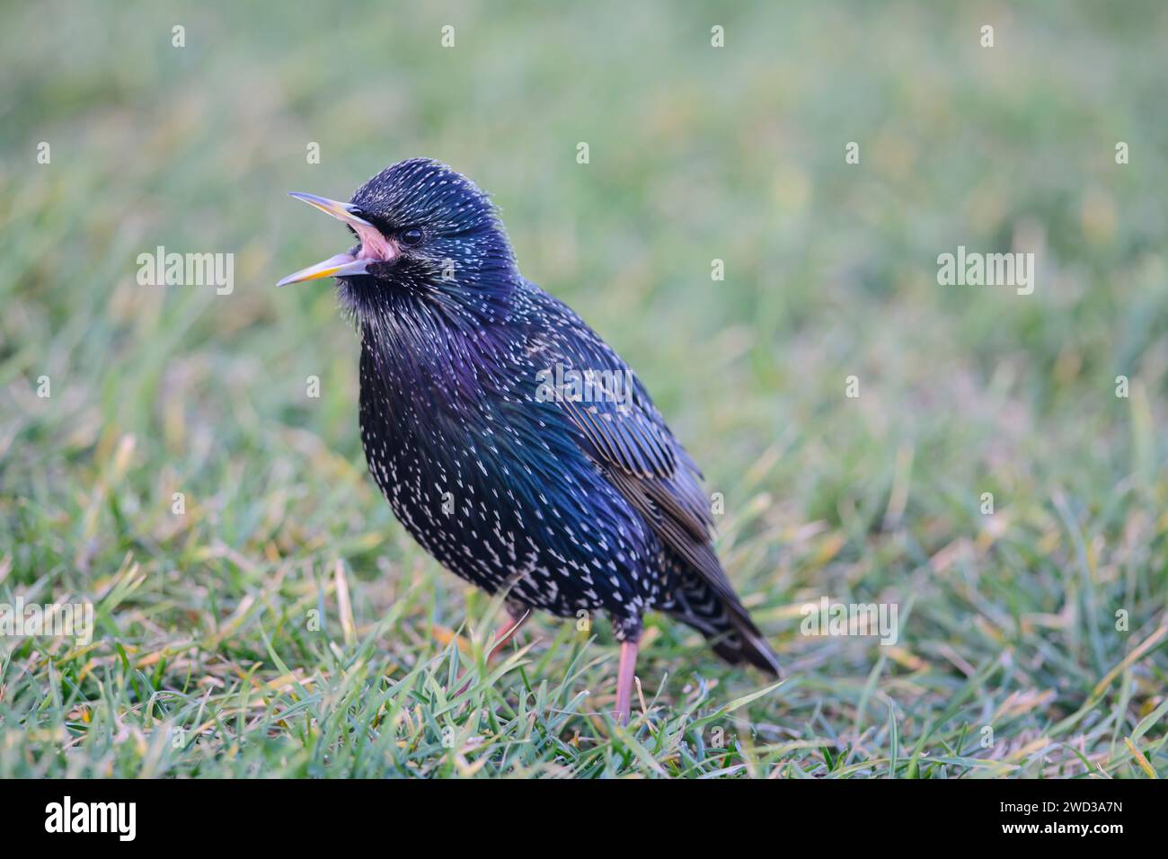 Melodious starling hi-res stock photography and images - Alamy