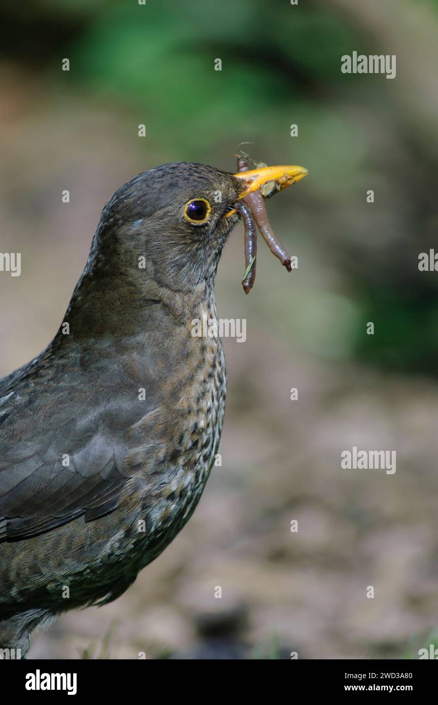 Eurasian blackbird Turdus merula, female with beakful of worms to feed ...